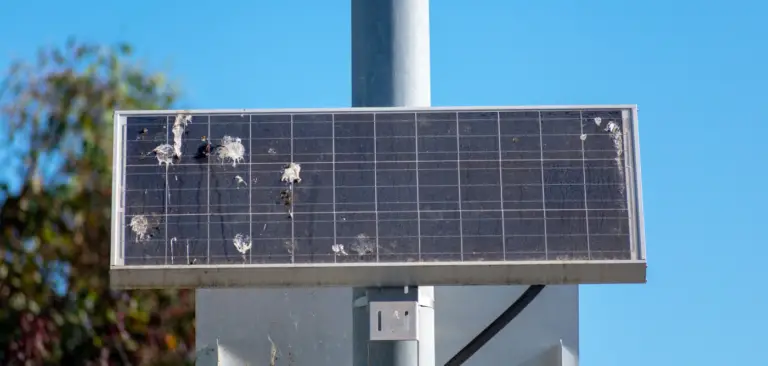 Solar Panel Bird Damage: How To Prevent It And Stop It Now - Discover ...