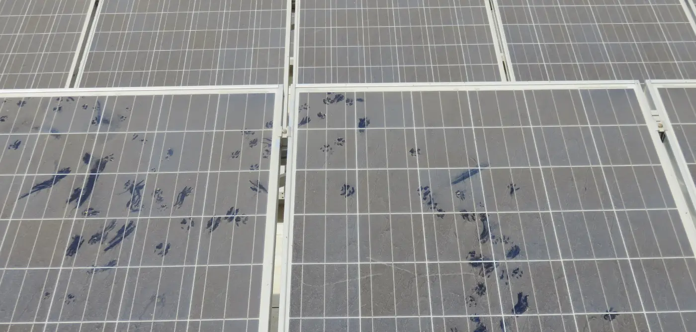 Solar Panel Bird Damage: How To Prevent It And Stop It Now - Discover ...