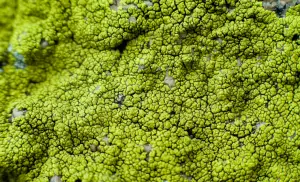 How To Clean Lichen From Solar Panels In 5 Easy Steps ...